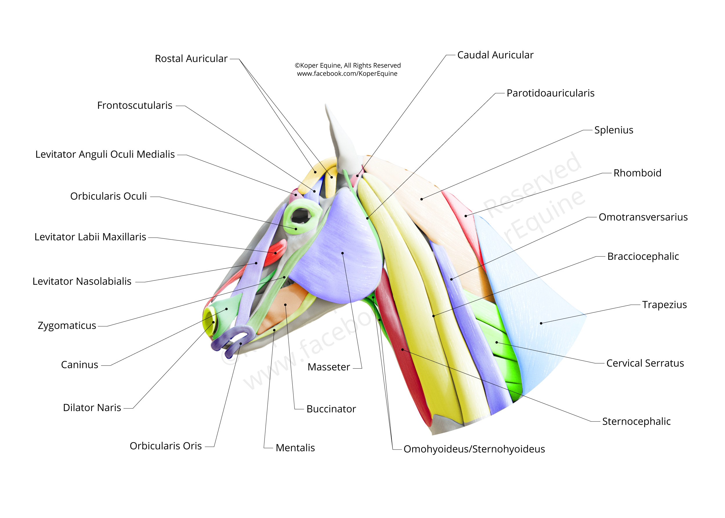 Muscles-of-the-Head – Koper Equine