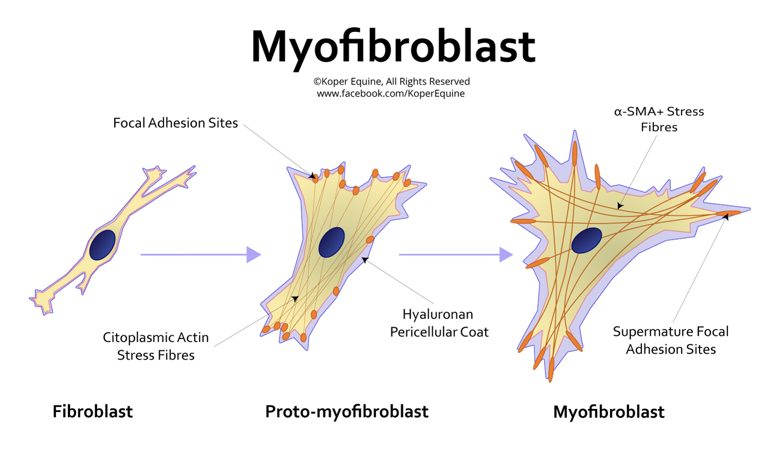 Myofibroblast – Koper Equine