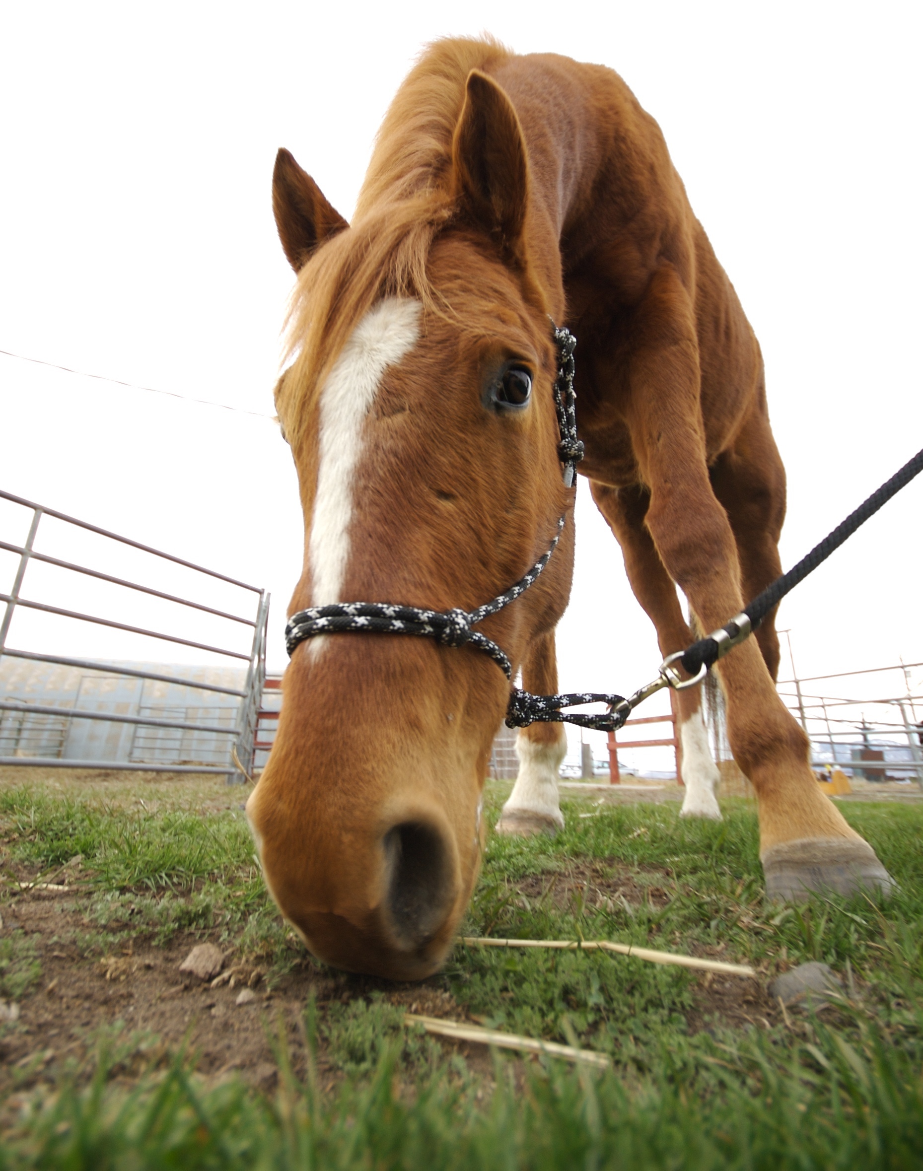 Coping With Stall Rest – Koper Equine