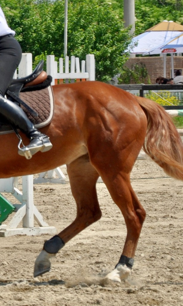 What is Tensor Fascia Lata (TFL) – Koper Equine