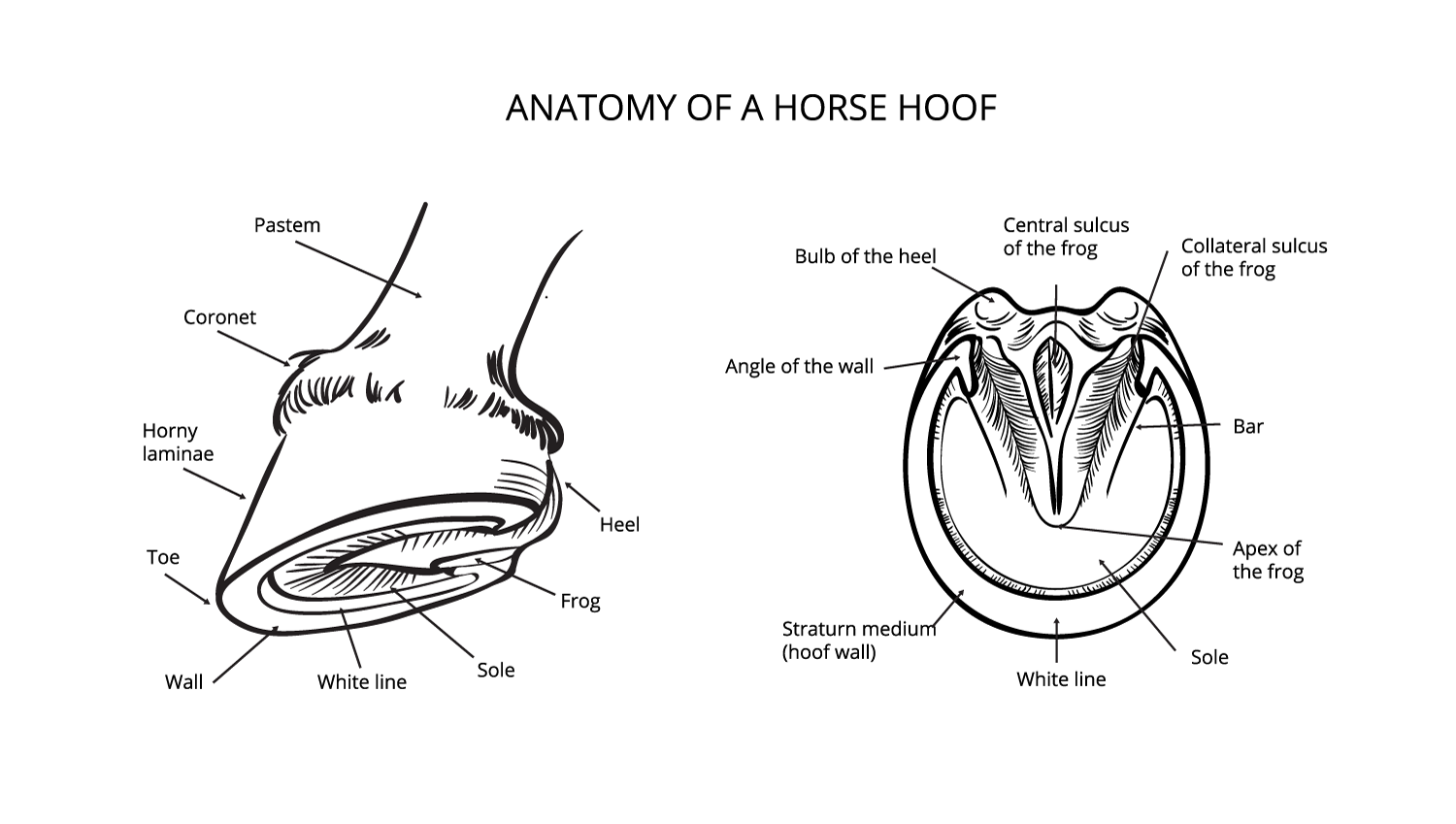 Anatomy of a Horse Hoof – Koper Equine