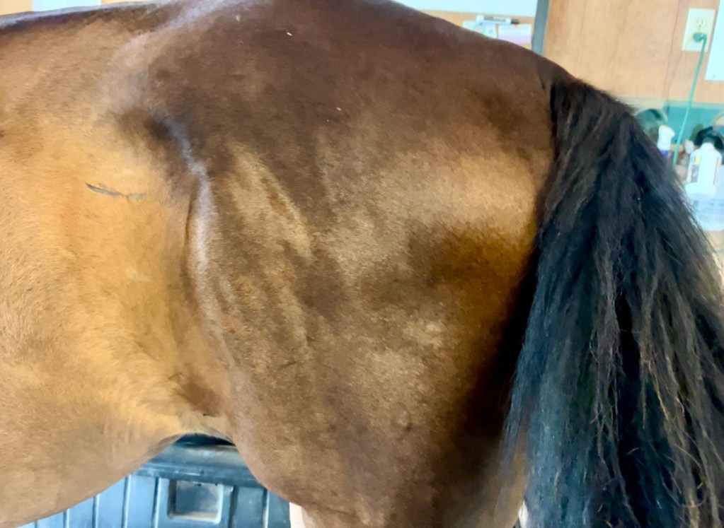 What is Tensor Fascia Lata (TFL) – Koper Equine