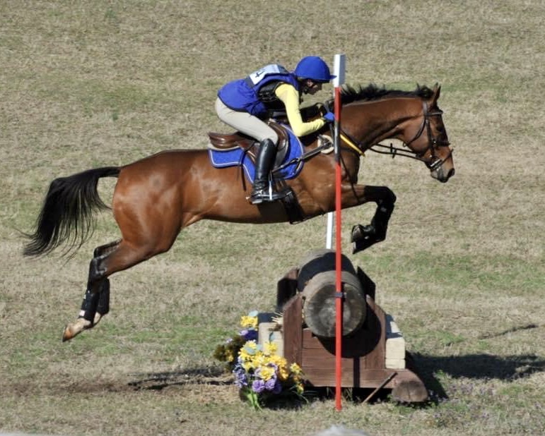 What is Tensor Fascia Lata (TFL) – Koper Equine