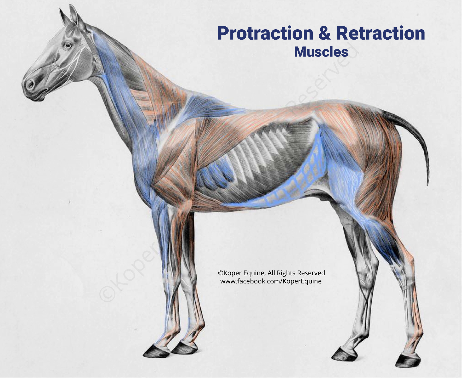 Retraction-&-Protraction-Muscles – Koper Equine