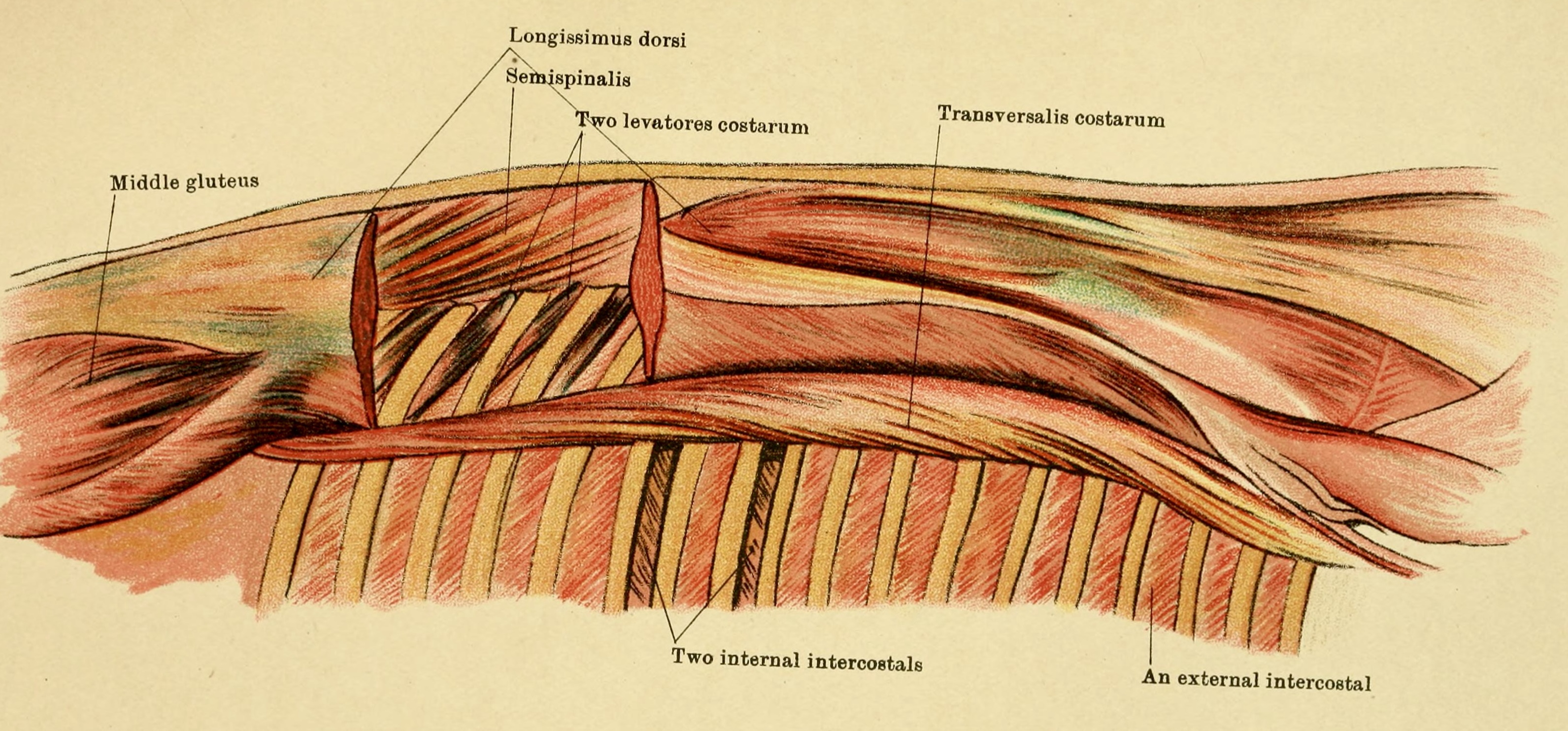 Fascia – Koper Equine