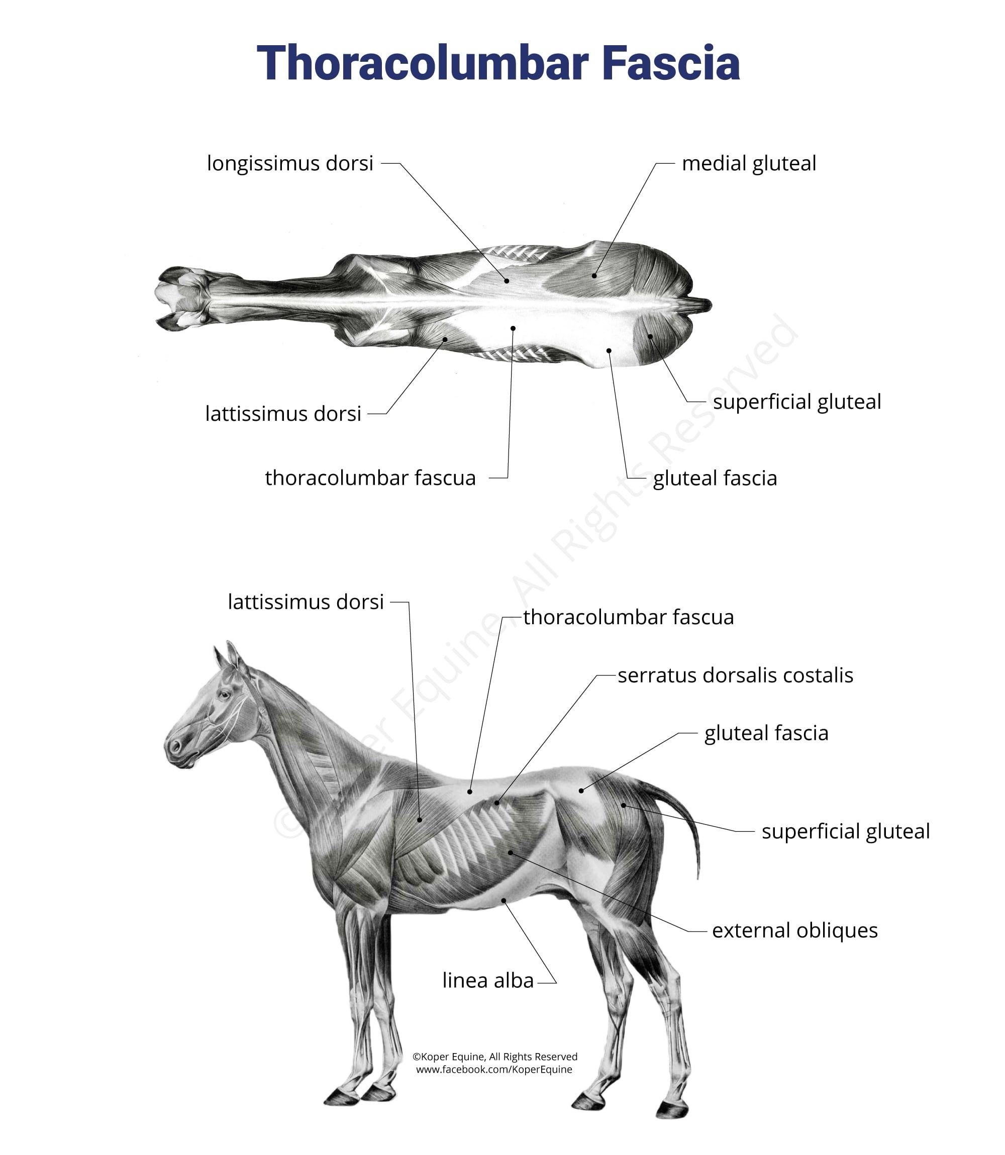 Fascia – Koper Equine